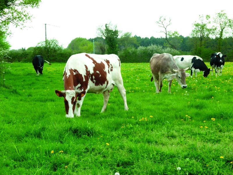 La vache... on l'aime MEUH ! - Sorties et séjours scolaires en Loire ...