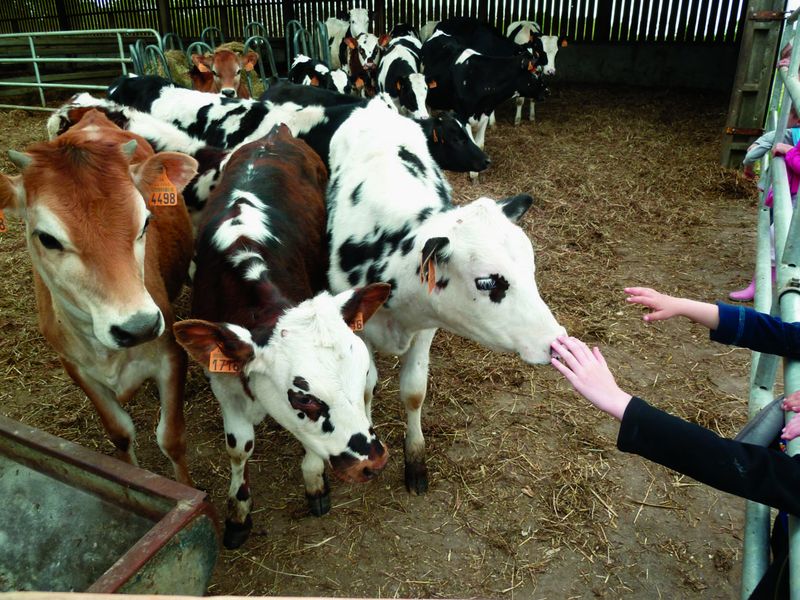 La vache... on l'aime MEUH ! - Sorties et séjours scolaires en Loire ...